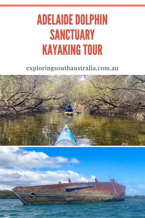 Kayaking with Dolphins in Adelaide Dolphin Sanctuary