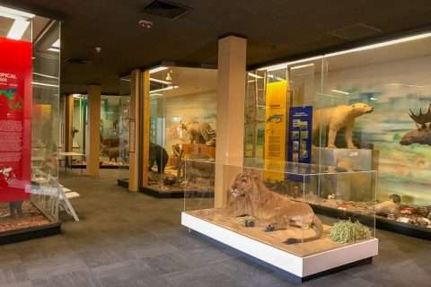 Best Adelaide Museums