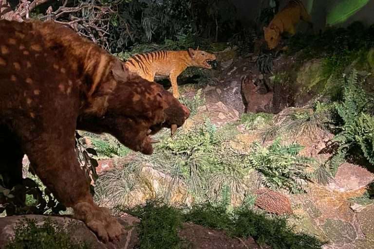 Visit the Naracoorte Caves National Park