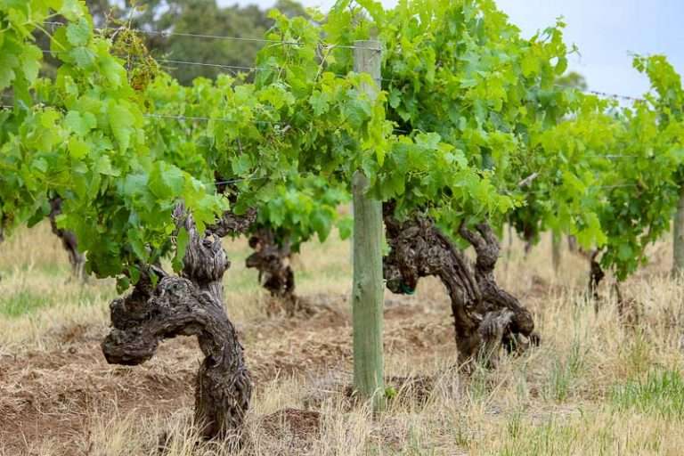 Fifteen Places to Visit in South Australia