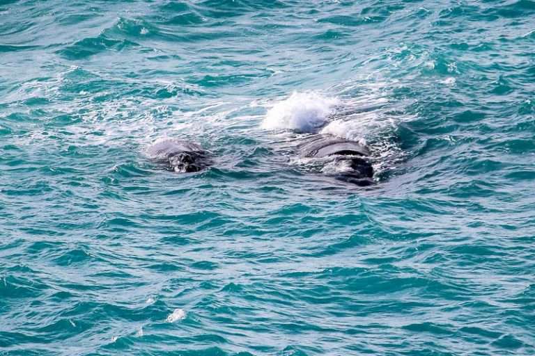 Head of the Bight Whale Watching
