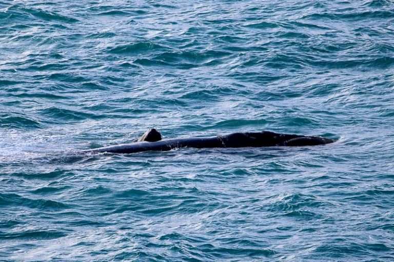 Head of the Bight Whale Watching