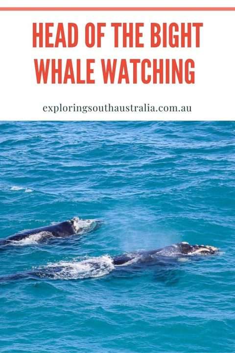 Head of the Bight Whale Watching