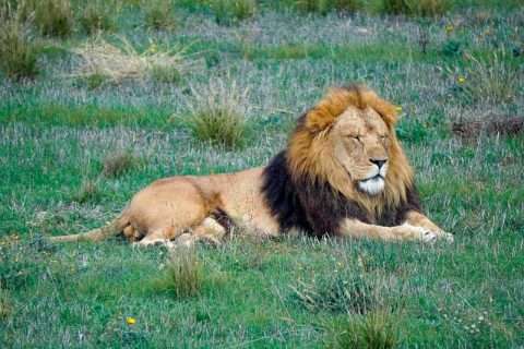 The Lions 360 Experience at Monarto Safari Park