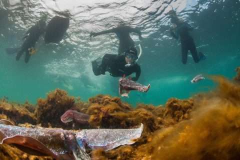 Seeing the Giant Cuttlefish at Whyalla (Without getting wet!)