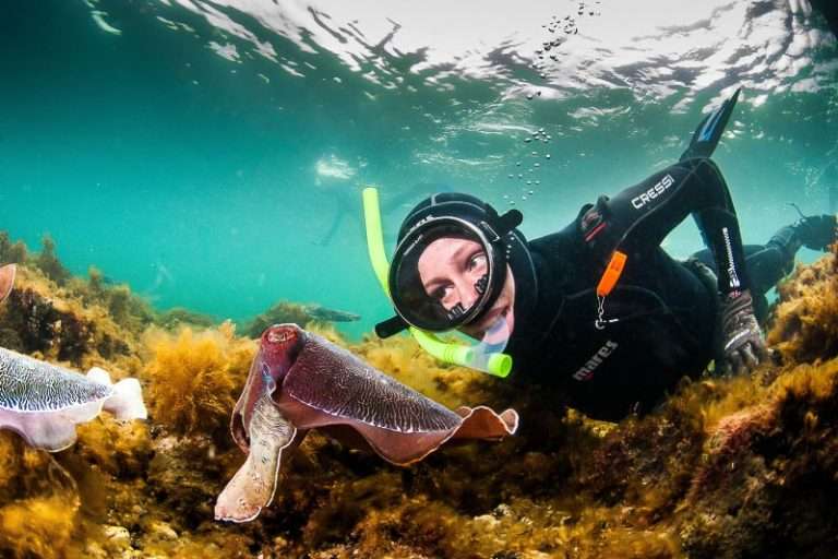 Seeing the Giant Cuttlefish at Whyalla (Without getting wet!)