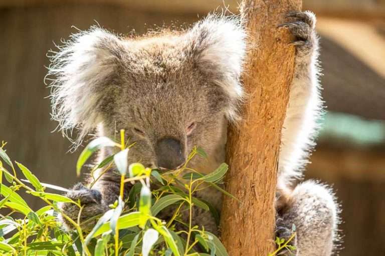 Where to See Koalas in South Australia