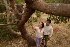 Where to See Koalas in South Australia