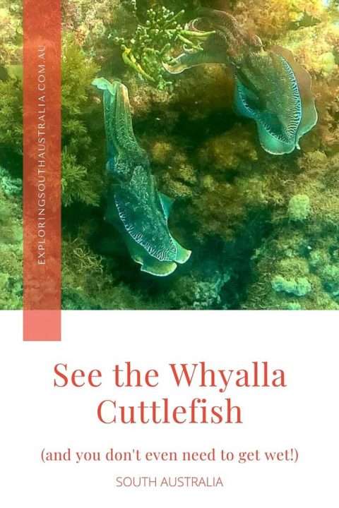 Seeing the Giant Cuttlefish at Whyalla (Without getting wet!)