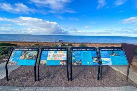 Seeing the Giant Cuttlefish at Whyalla (Without getting wet!)
