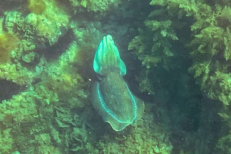 Seeing the Giant Cuttlefish at Whyalla (Without getting wet!)