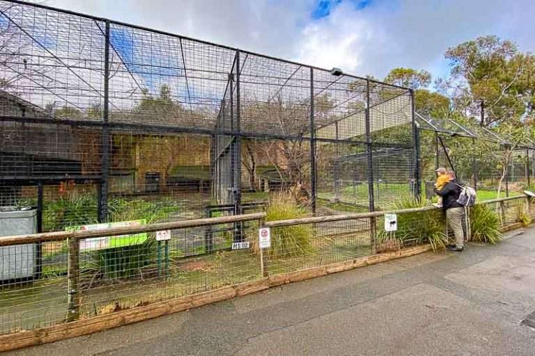 Should You Visit Adelaide Zoo?