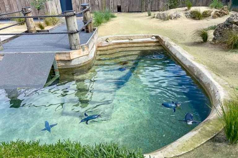 Should You Visit Adelaide Zoo?