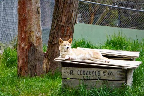 Visiting Cleland Wildlife Park