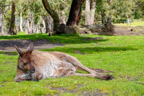 Visiting Cleland Wildlife Park