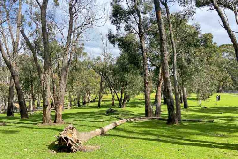 Visiting Cleland Wildlife Park