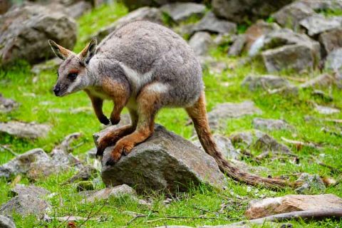 Visiting Cleland Wildlife Park