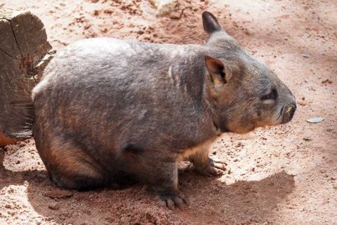 Visiting Cleland Wildlife Park