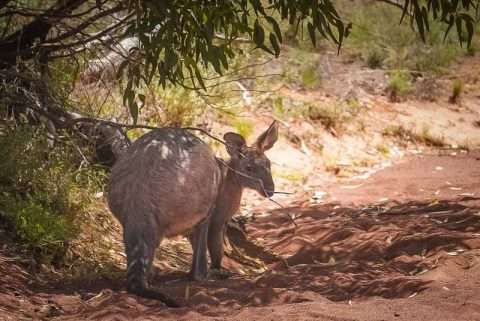 Exploring the Gawler Ranges National Park