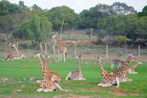 Which Adelaide Wildlife Park to Visit