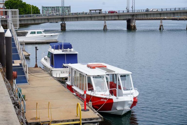 Dolphins & Shipwrecks with Port River Cruises