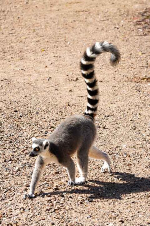 Visiting the Land of the Lemurs