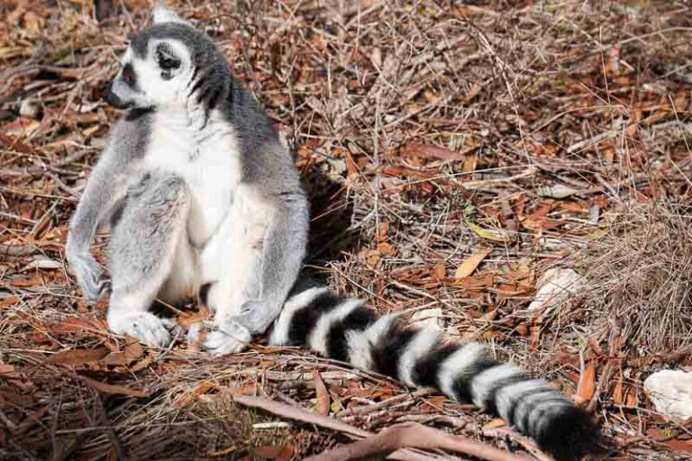 Visiting the Land of the Lemurs
