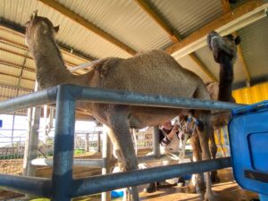 A Camel Adventure at Humpalicious Camel Farm in Robe