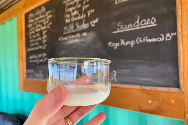 A Camel Adventure at Humpalicious Camel Farm in Robe