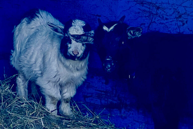 A Camel Adventure at Humpalicious Camel Farm in Robe